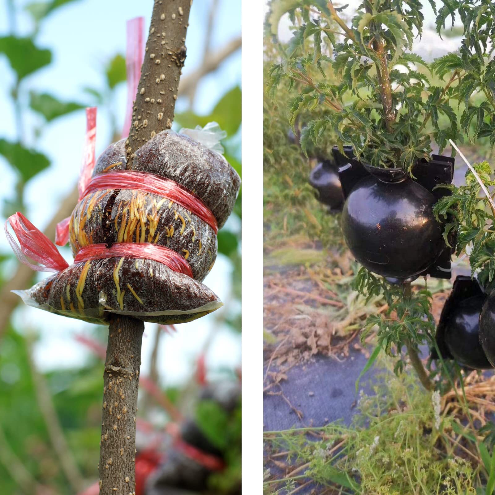 10 Pcs Reusable Plant Rooting Ball Device Grafting Rooting Growing Box ...