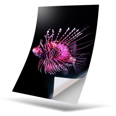 1 x Vinyl Sticker A4 - Pink Spot Fin Lion Fish Lionfish #46110 | eBay UK