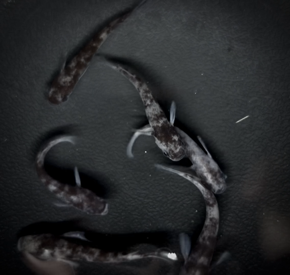 4+1 (FREE) Wazumi Black and White - Freshwater Medaka -Rice Fish - FREE ...