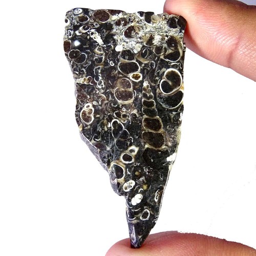 Turtella Agate Natural Slab Polished Minerals Loose Gemstone 122.60Cts ...