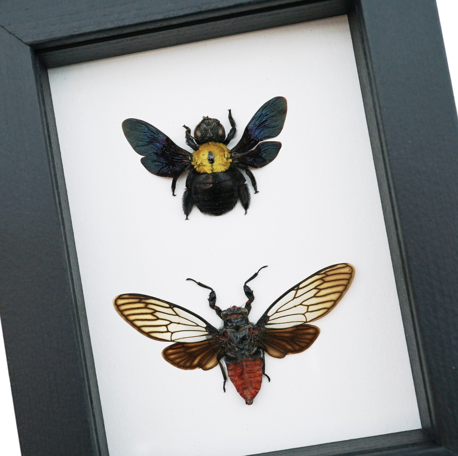 Gold Carpenter Bee Red Devil Cicada Set Framed Insect Taxidermy Classic ...