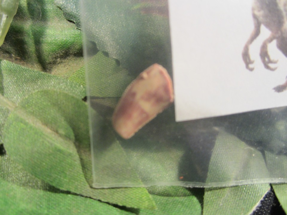 Dinosaur Dromeosaur Raptor Tooth from the Moroccan Sahara Desert | eBay
