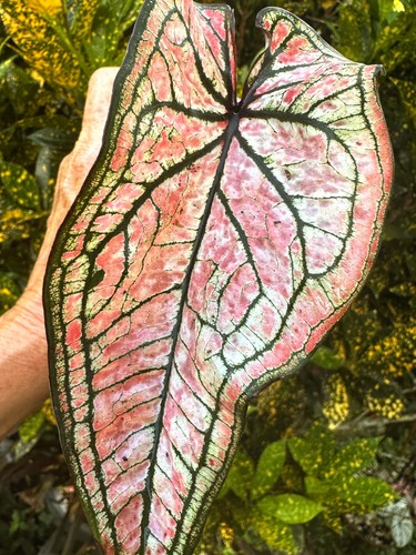 Caladium Established Variegated Aroid Indoor Outdoor Plant Corm | Colly ...