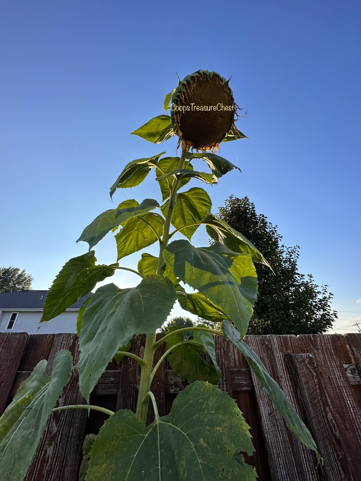 100 American Giant Sunflower Seeds, NON-GMO, Organically Grown in Ozark ...