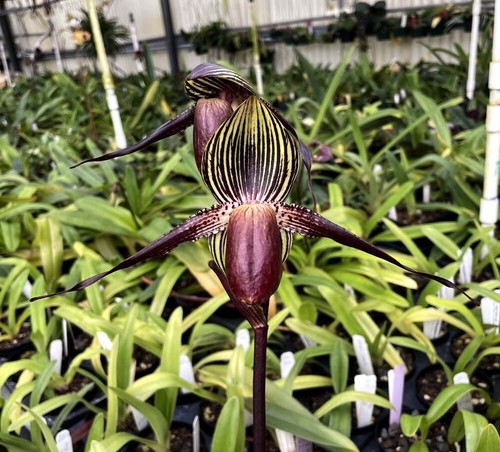 LARGE DARK PETALS MULTIFLORAL PAPH ORCHID HYBRIS Hilo Black Eagle NBS ...