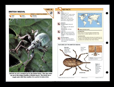 British Weevil Wildlife Fact File Insect & Spider Card Home School ...