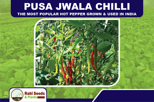 Pusa Jwala Chilli - The Most Popular Hot Pepper Grown & Used in India ...