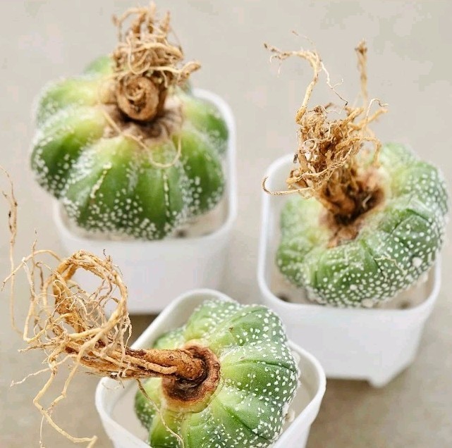 Astrophytum Iwata Snow White Cactus Plant X 3. WYSIWYG | eBay