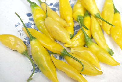 Lemon Drop Chilli Seeds - 10 Fresh Aji Lemon Pepper Seeds | eBay