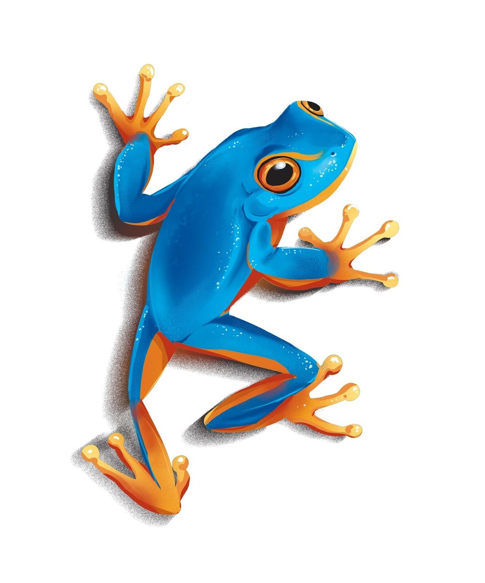 Blue Tree Frog