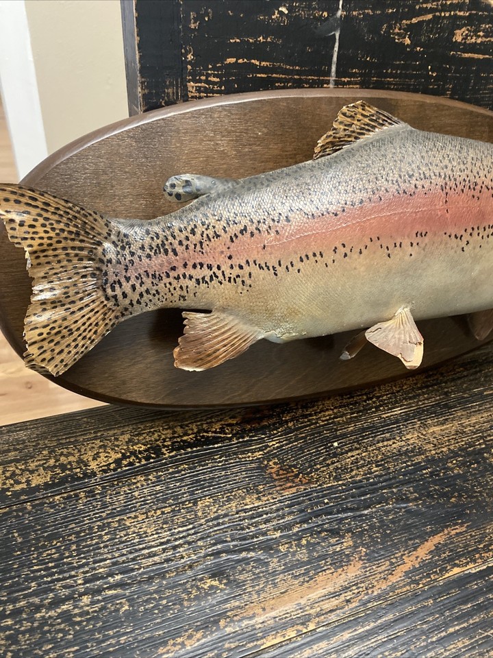 Nice Rainbow Trout Taxidermy ,Fish Mount ,Real Skin Mount 21” On Plaque ...