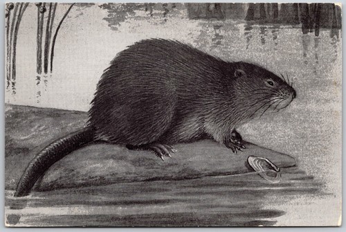 Postcard National Museum of Canada Muskrat Art | eBay