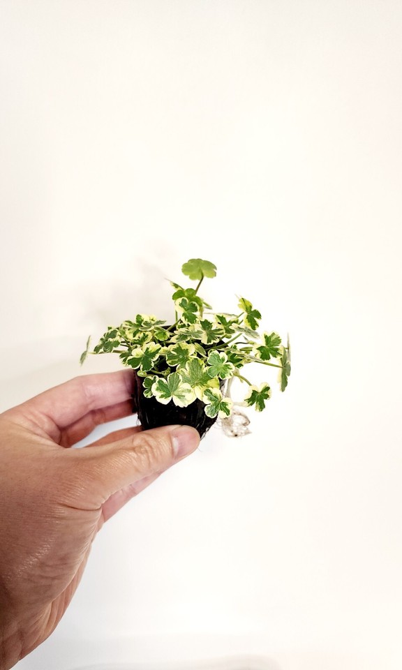 Variegated Pennywort Winter Hardy Aquatic Pond/Bog Plant - Buy 2 Get 1 ...