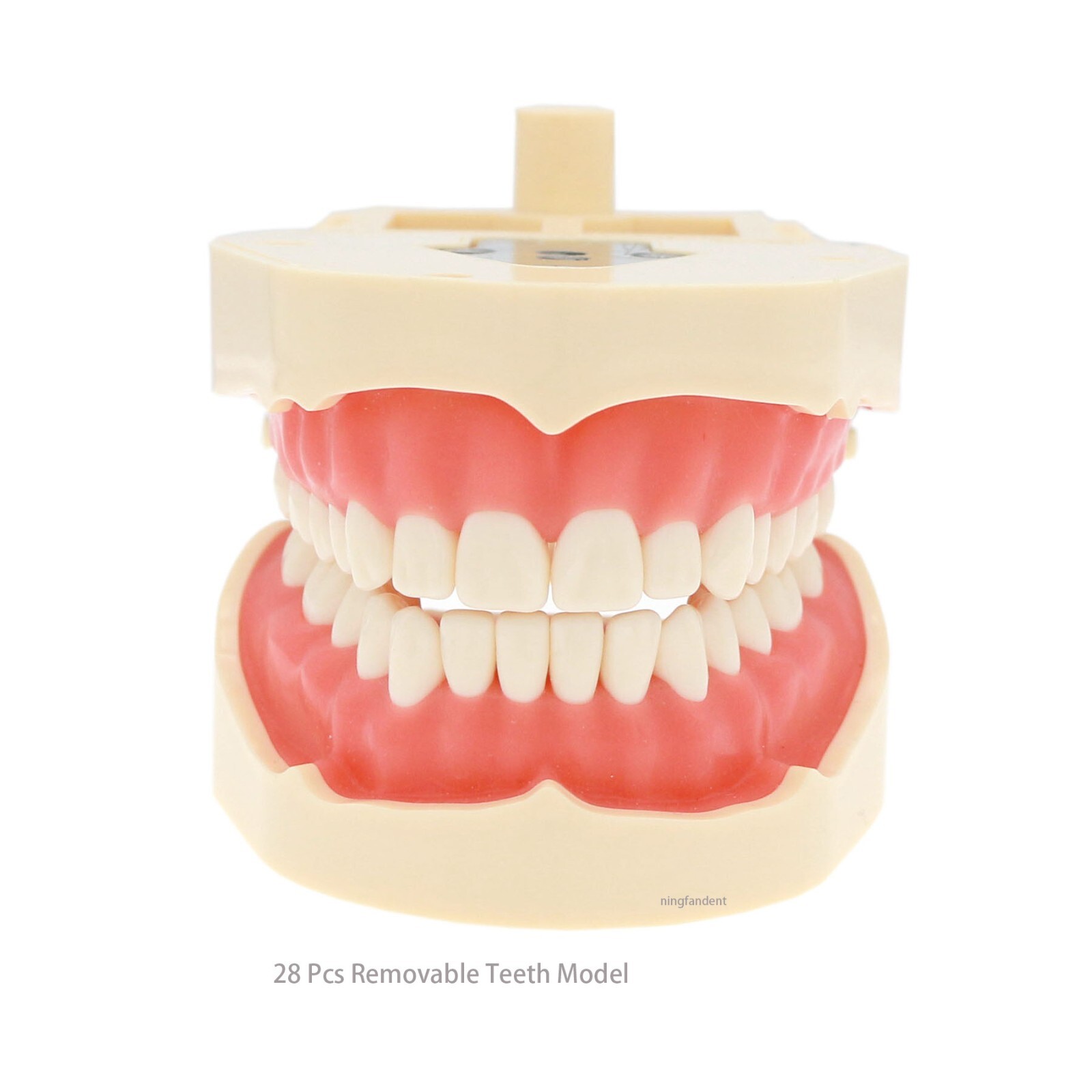 Dental Typodont Teeth Model Compatible With Frasaco ANA-4 28Pc Teeth ...