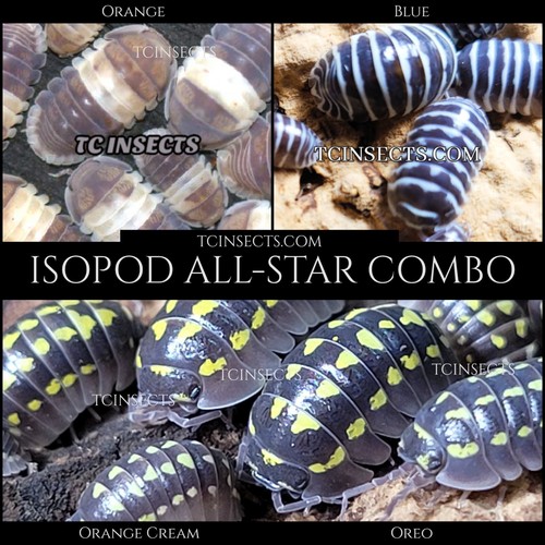 15+ Zebra | 15+ Gestroi | 15+ Panda King Isopods • ISOPOD COMBO PACK | eBay