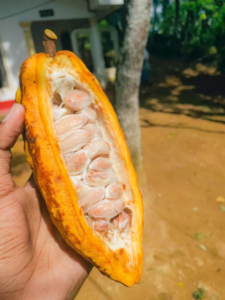 50+ Chocolate Tree Seeds Theobroma Cacao -CRIOLLO Cocoa Garden Seeds ...