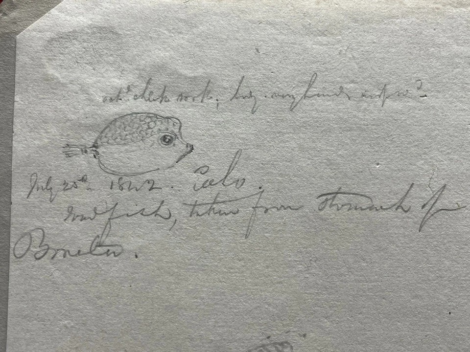 Drawing attributed 1842 Wilkes Expedition. United States Exploration ...