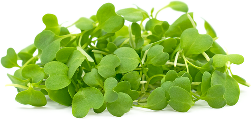 Wasabi Seeds - Microgreens Wasabi Mustard, Micro Wasabi Wasabina ...