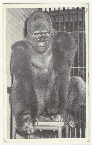 Chicago Lincoln Park ZOO Bushman Gorilla West Africa 1929 Postcard ...