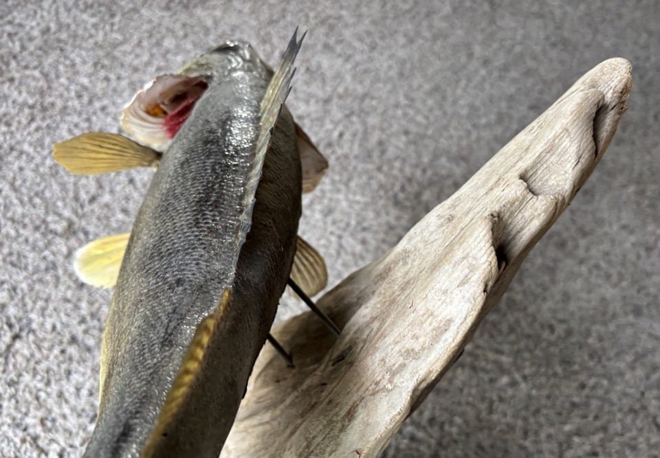 21” Walleye Authentic Real Skin Professional Taxidermy Fish Mounted On ...