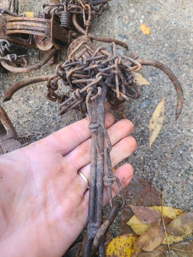 Victor #1 Double Jaw coil Spring round jaw animal Traps. Lot Of 6 With ...