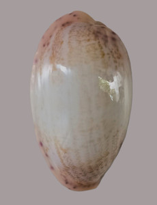 wenrab_shell | eBay Stores