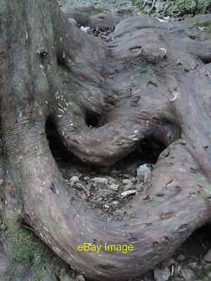 Photo 12x8 A smiling trunk and roots Brockley/ST4666 A strangely ...