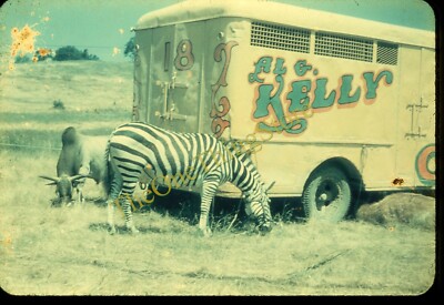 Al G Kelly Morris Bros Circus 1950s 35mm Slide Zebra Wagon Trailer | eBay