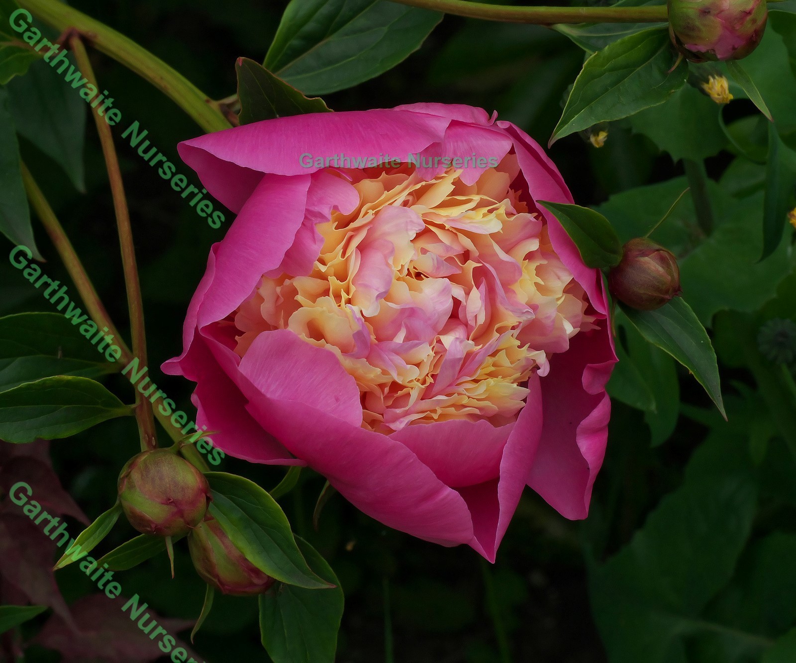 BOWL OF BEAUTY SEMI-DOUBLE PEONY (PAEONIA) PERENNIAL PLANT POTTED 1 ...