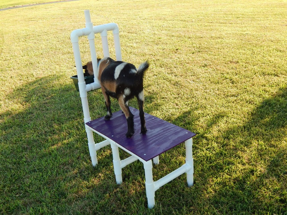 Goat Milking Stand Nigerian Dwarf Pygmy Hoof Trim Stanchion Weighs Only ...