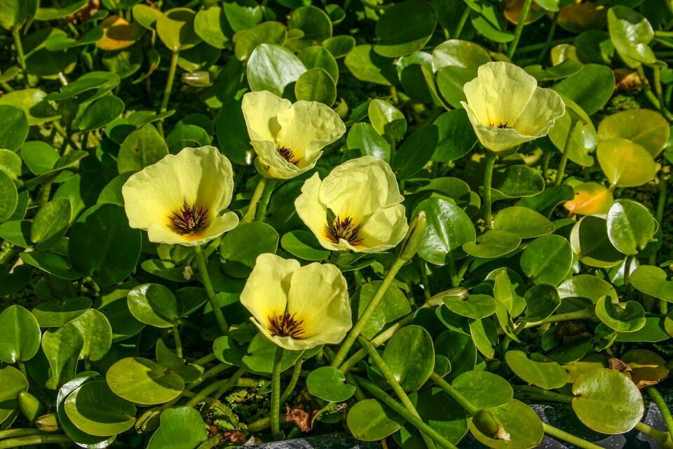 Water Poppy Tropical Aquatic Marginal Surface Pond/Bog Plant - Buy 2 ...