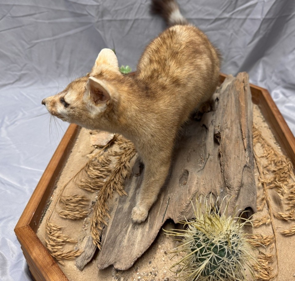 Ringtail Cat Taxidermy Mount Full Body Exotic Oddity Lodge Beautiful ...