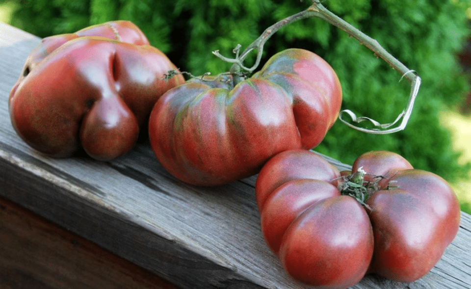 3x TOMATO PURPLE CALABASH ORGANIC Plug Plants! READY NOW! x3! | eBay UK