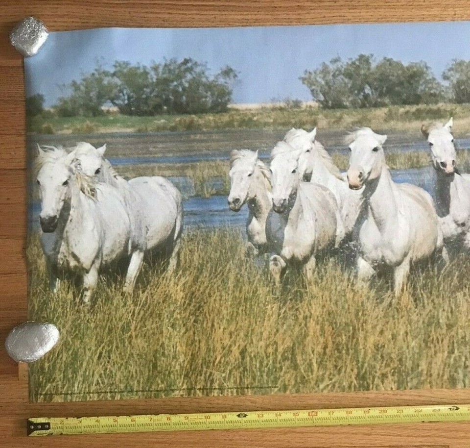 1979 Verkerke White Horses In The Camargue Large Original Poster 62.5"X ...