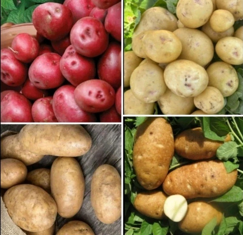 Seed Potatoes Yukon Gold Red Russet 5 lbs Mix Potato Sprouted Ready for ...