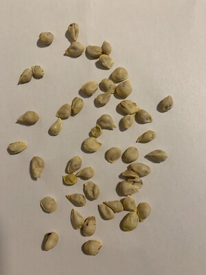 6 YUZU SEEDS (world's Most Expensive citrus fruit) | eBay