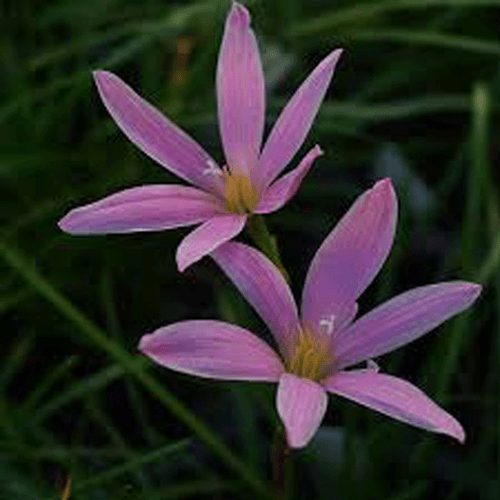 5 BULBS PIM CHOMPOO RAIN LILY ZEPHYRANTHES ROSEA .FLOWERING SIZE. | eBay