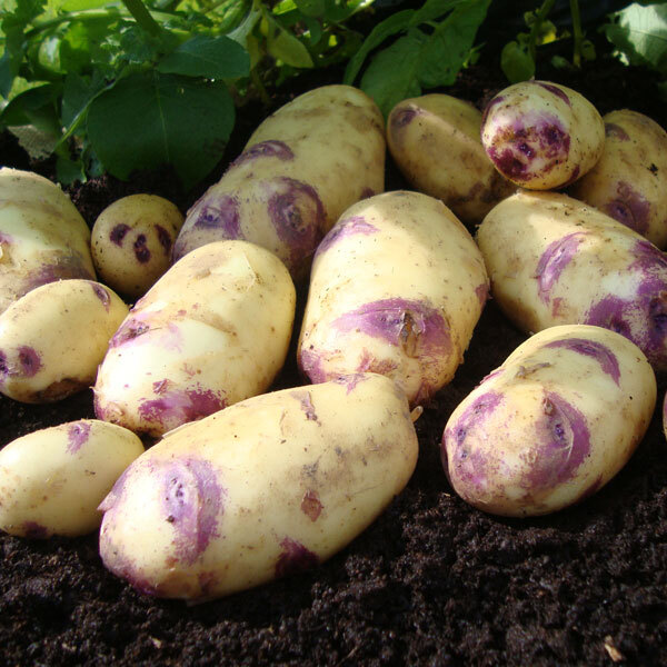 Seed Potatoes 70+ Varieties - Scottish Basic Seed Potatoes X20 Tubers ...