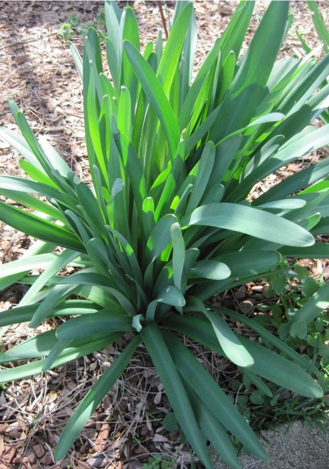 5 HUGE NAKED LADY Bulbs Lycoris Squamigera Resurrection Lily Surprise ...