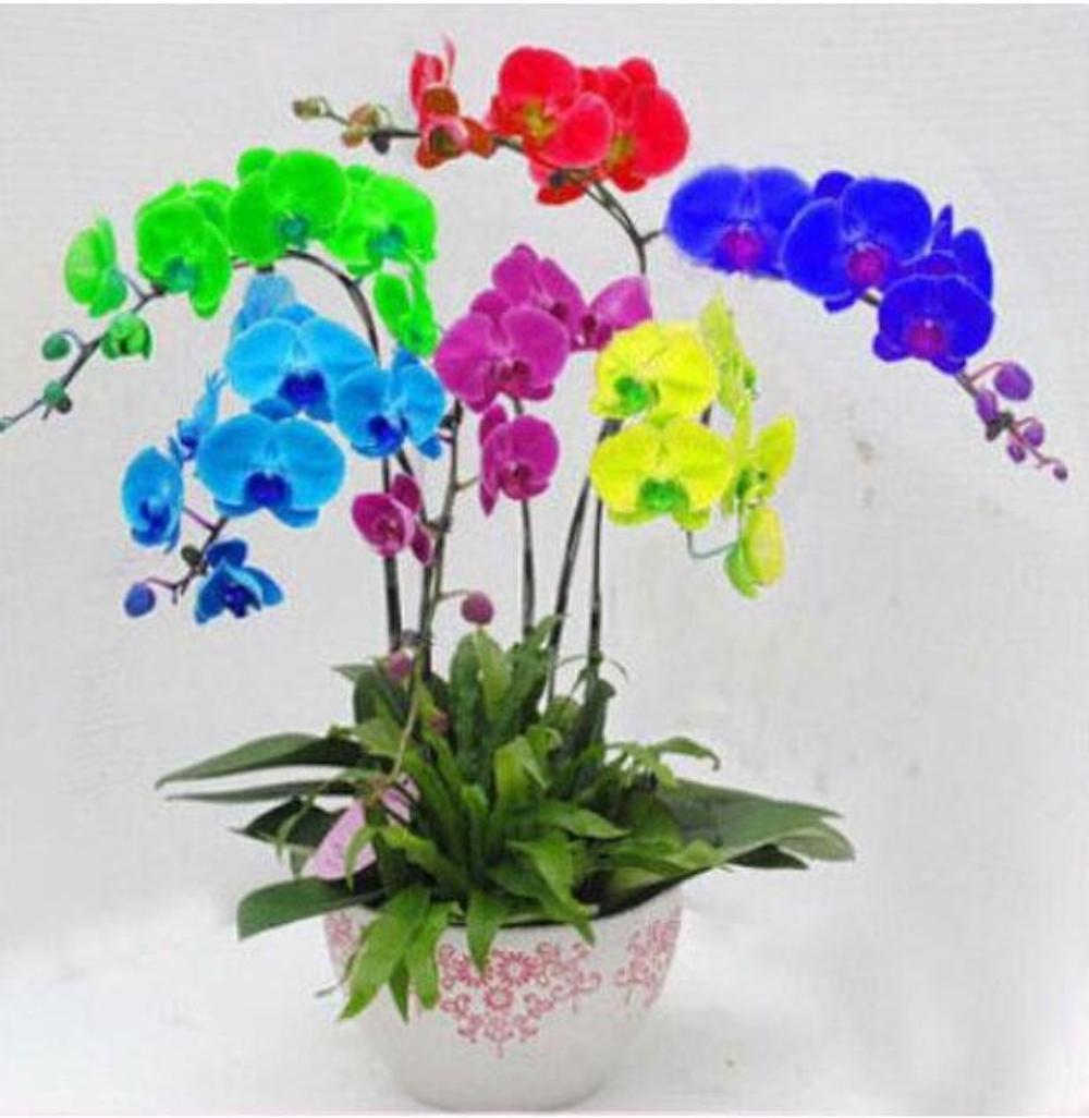 20 EXOTIC RARE ORCHID SEEDS for garden flower house plant bush USA ...
