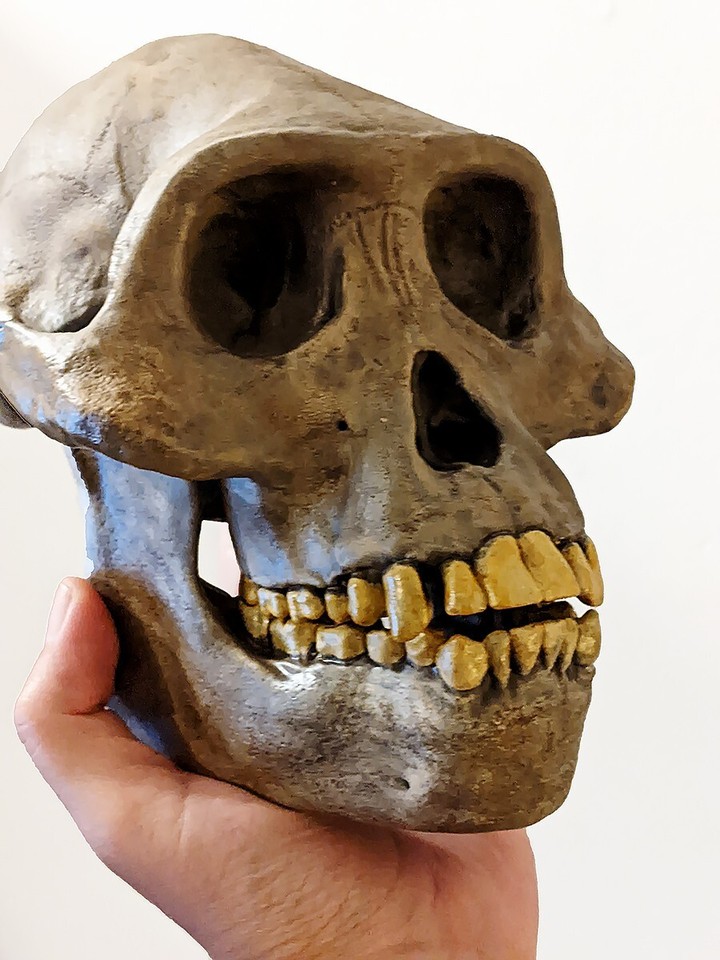 Australopithecus afarensis skull fossil replica (reconstruction) | eBay