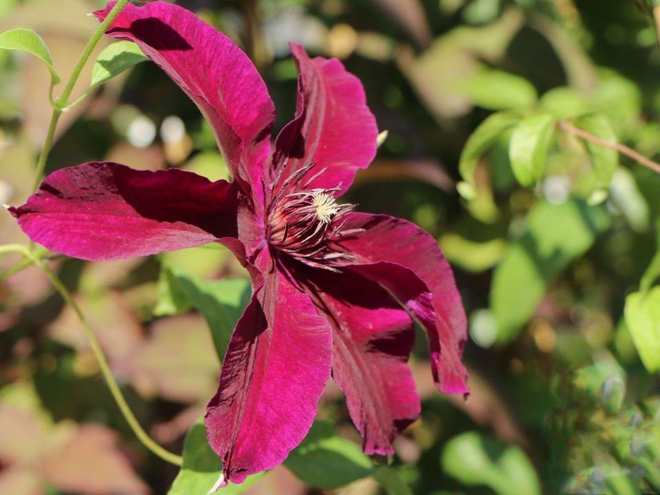 Clematis Huvi - Live Plant in a 4 Inch Growers Pot - Clematis 'Huvi ...