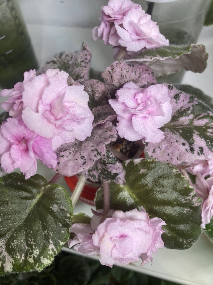 African Violet Rouse Bouquet Std Leaf Pot Big | eBay