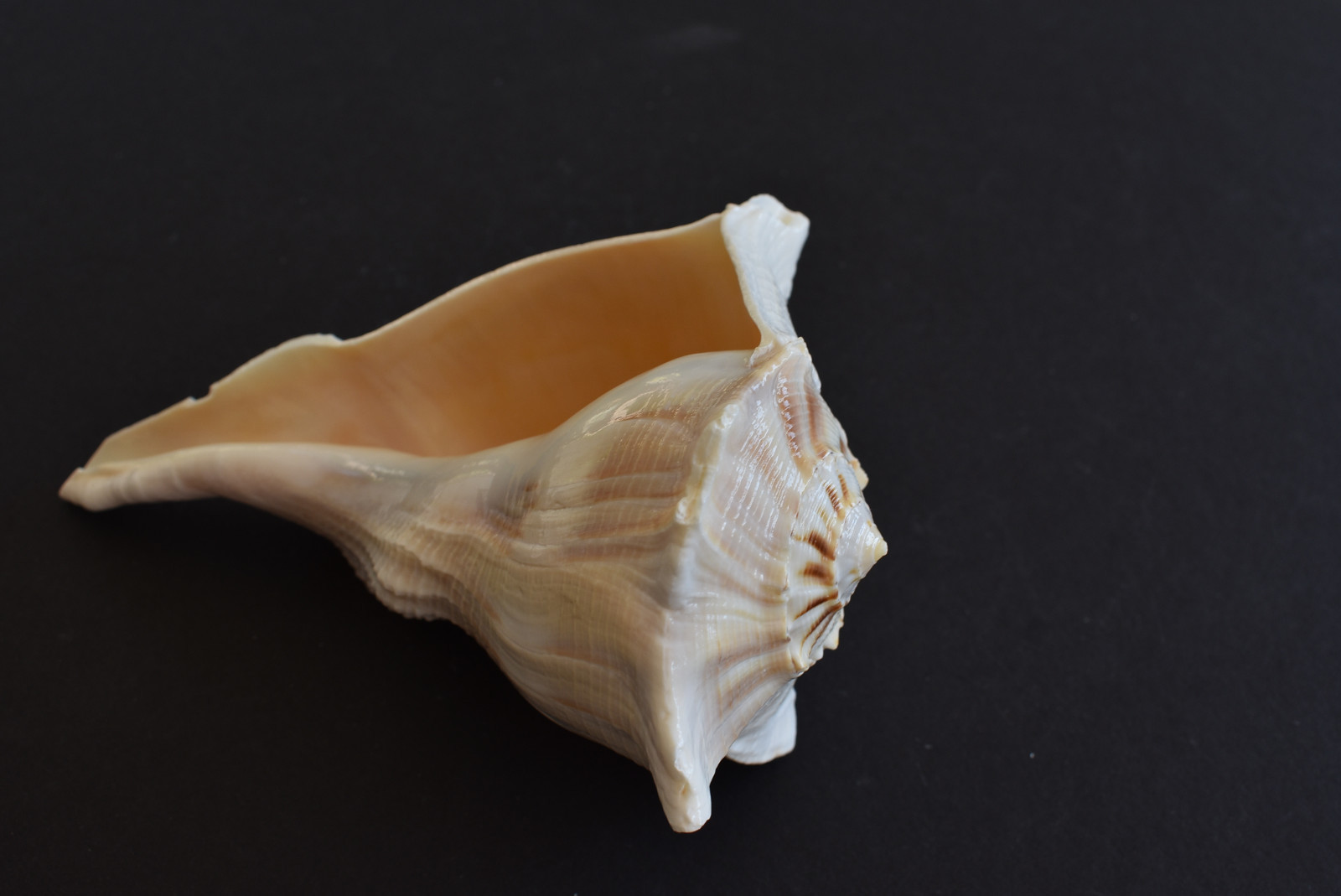Large "Left Handed" Florida Lightning Whelk (6"and up) Native Amercan ...