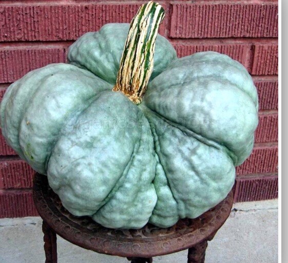 30 Triamble Pumpkin seeds; Australian heirloom; novelty; nonGMO good ...