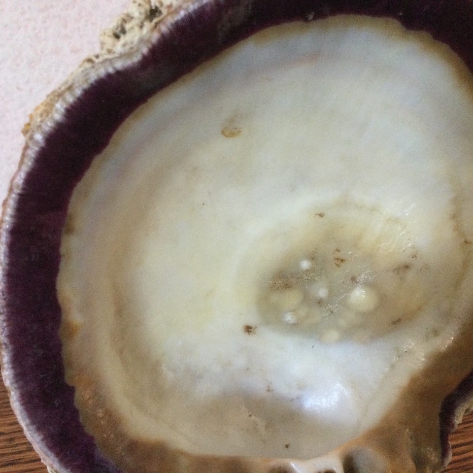 Vintage Purple Oyster Shell Large 5” X 5.5” Natural Seashell Dry Sea ...