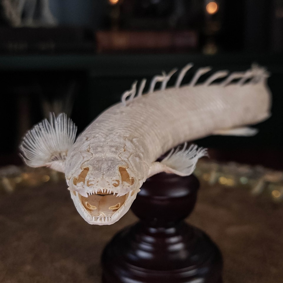 Real Mottled Bichir skeleton, Polypterus Weeksii, real fish skeleton ...