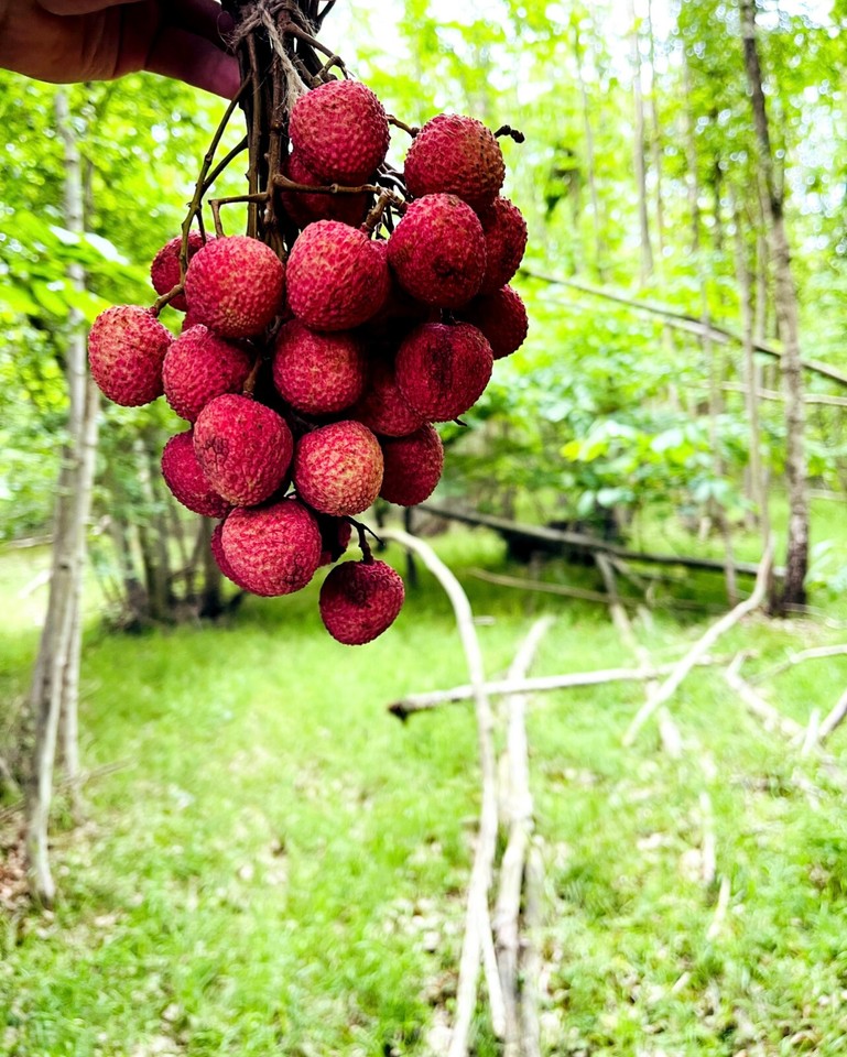 Lychee 'Litchi' - Fresh Exotic Fruit 'Sweet Aromatic' From Mexico ...