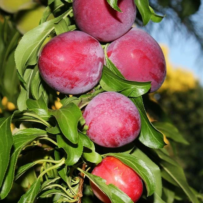 Plumcot
