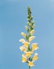 Snapdragon Rocket Lemon 1,000 seeds | eBay